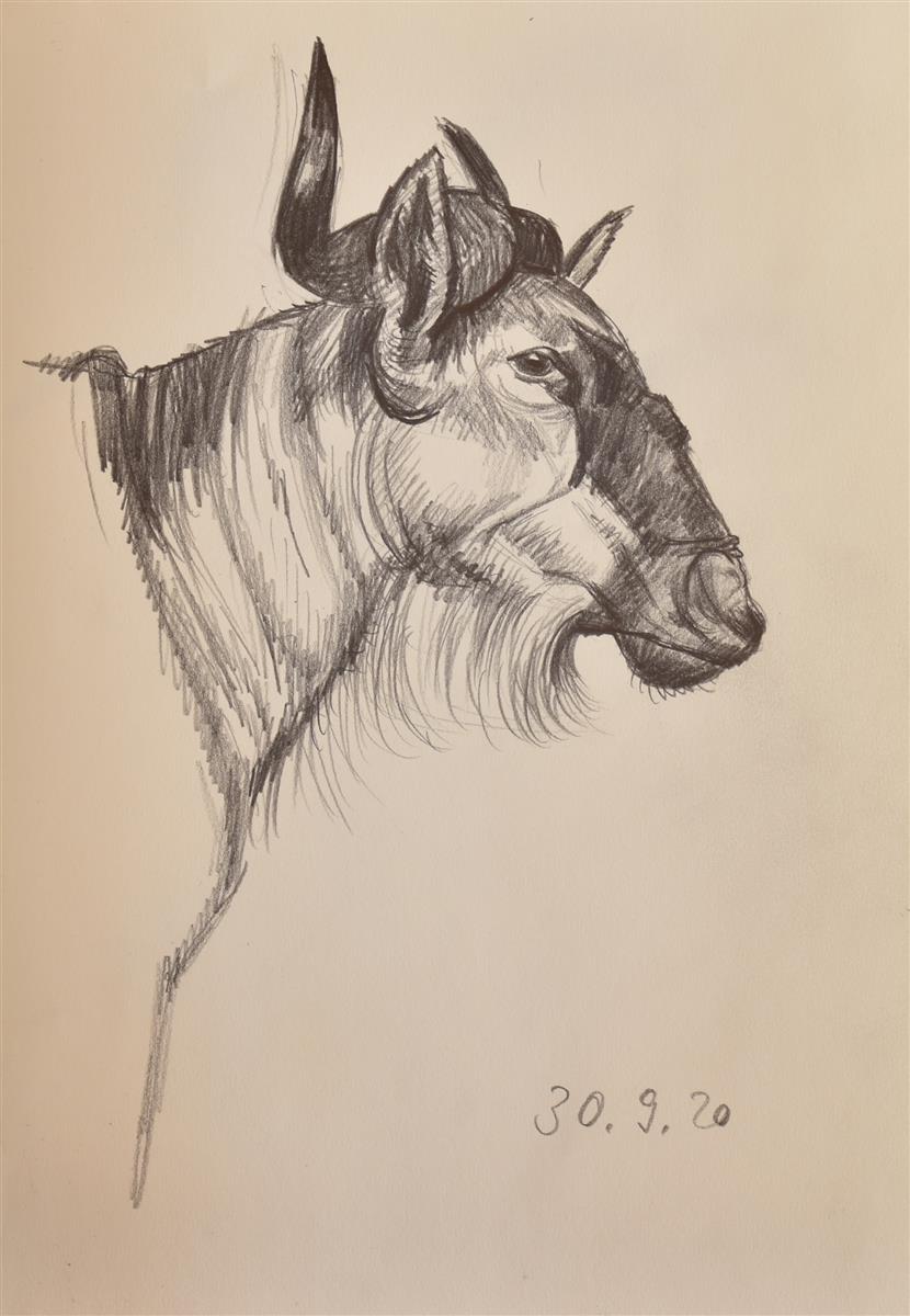 Zeichnungen mit Bleistift unmittelbar vor dem Motiv | Richard Abegg